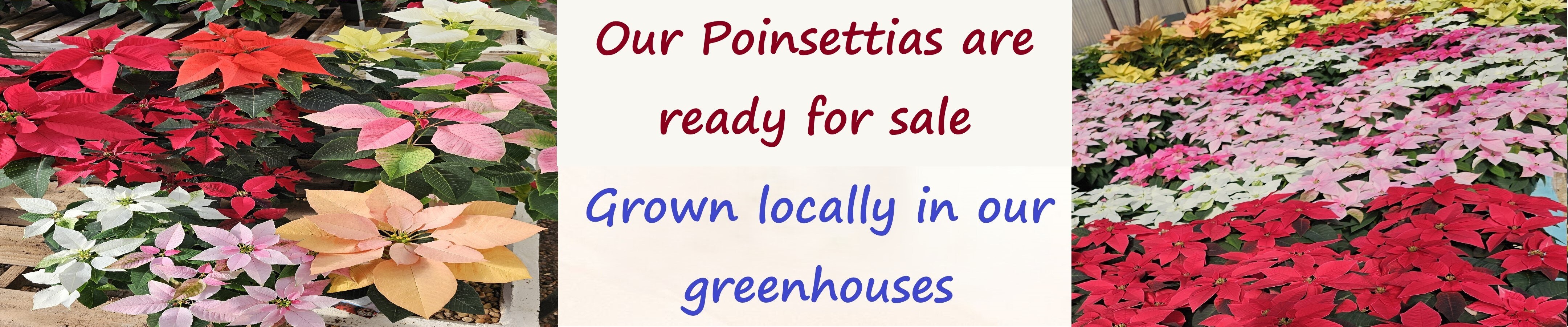 Oklahoma City Florist: Morrison Floral Co & Greenhouses.