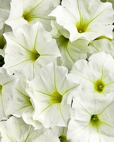 White Supertunia in Oklahoma City OK - Morrison Floral & Greenhouses