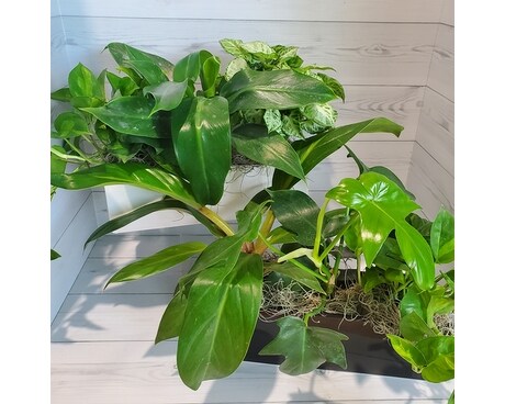 Cornelius Florist - Flower Delivery by Artistry Florals, Inc.