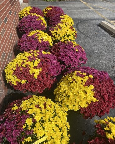 Gibsonia Florist - Flower Delivery by Weischedel Florist & Ghse