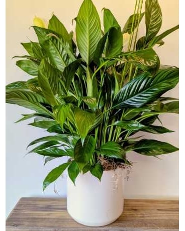 Peace Lily in Deluxe White Ceramic Pot in Nashville TN - Flowers By ...