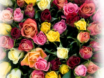 The Meaning of Rose Colours | Hansen's Florist