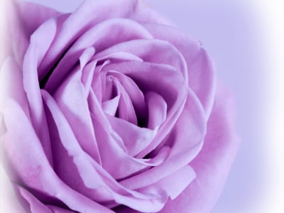 The Meaning of Rose Colours | Hansen's Florist