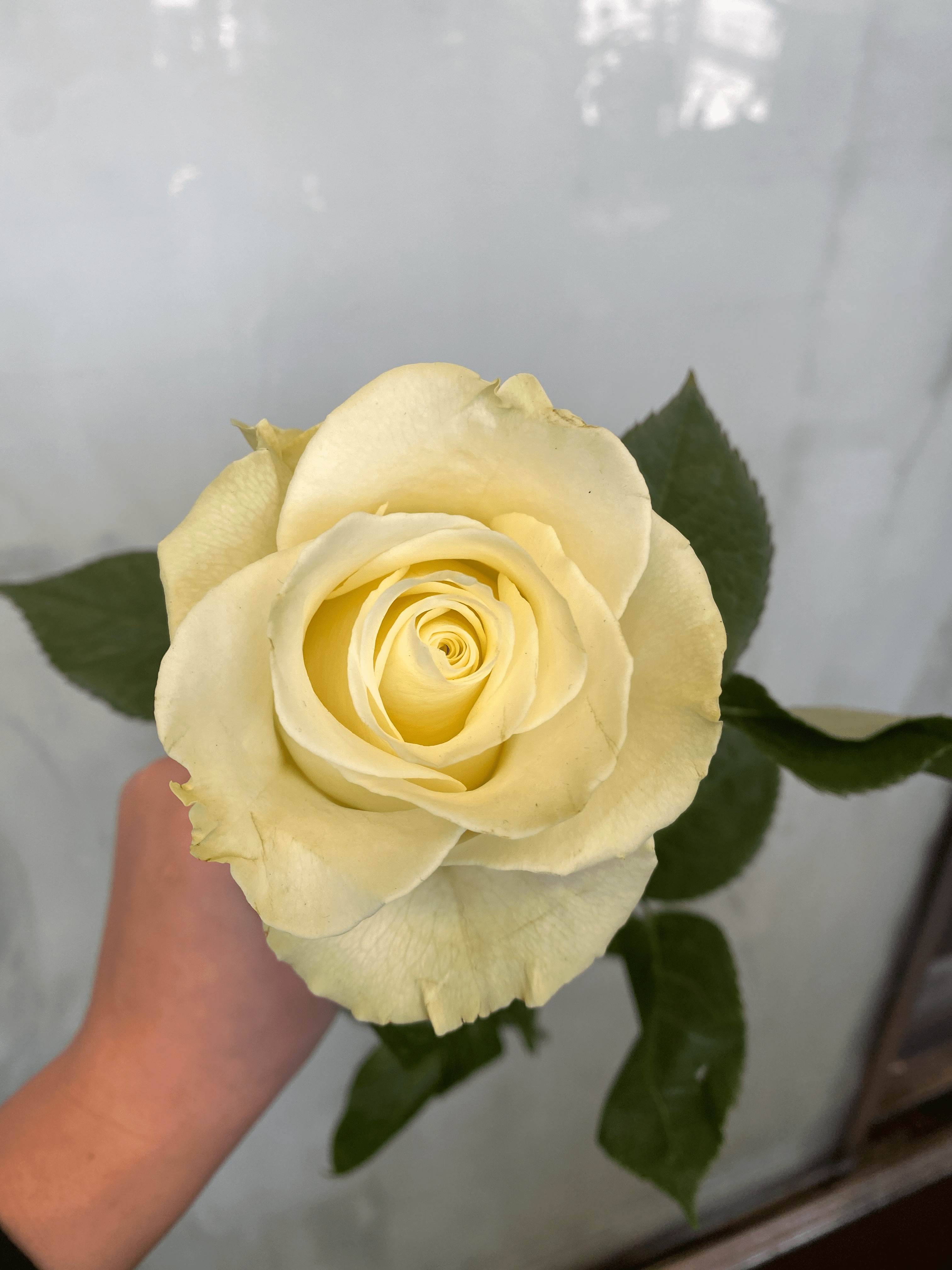 Teleflora's Divine Peace Bouquet in Wichita Falls TX - Bebb's Flowers