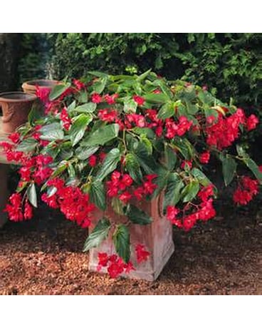 Full Sun Dragon Wing Begonias
