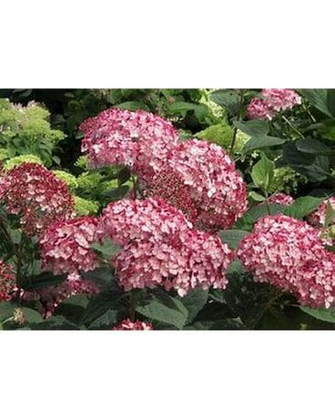Hydrangea Arborescens - Invincibelle Ruby in Waukegan IL - Larsen Florist