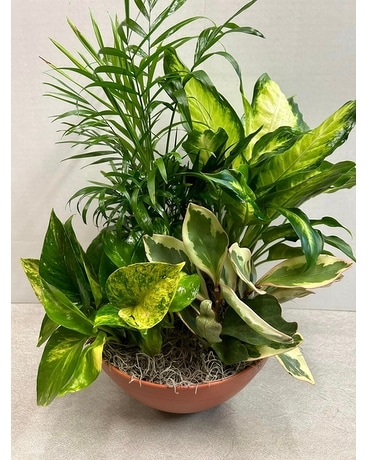 Dish Garden in Hallowell ME - Berry & Berry Floral