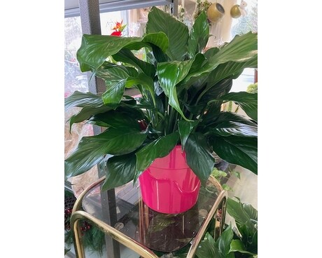 Peace Lily in a Pink Ceramic Pot in Fredericton NB - Trites Flower Shop