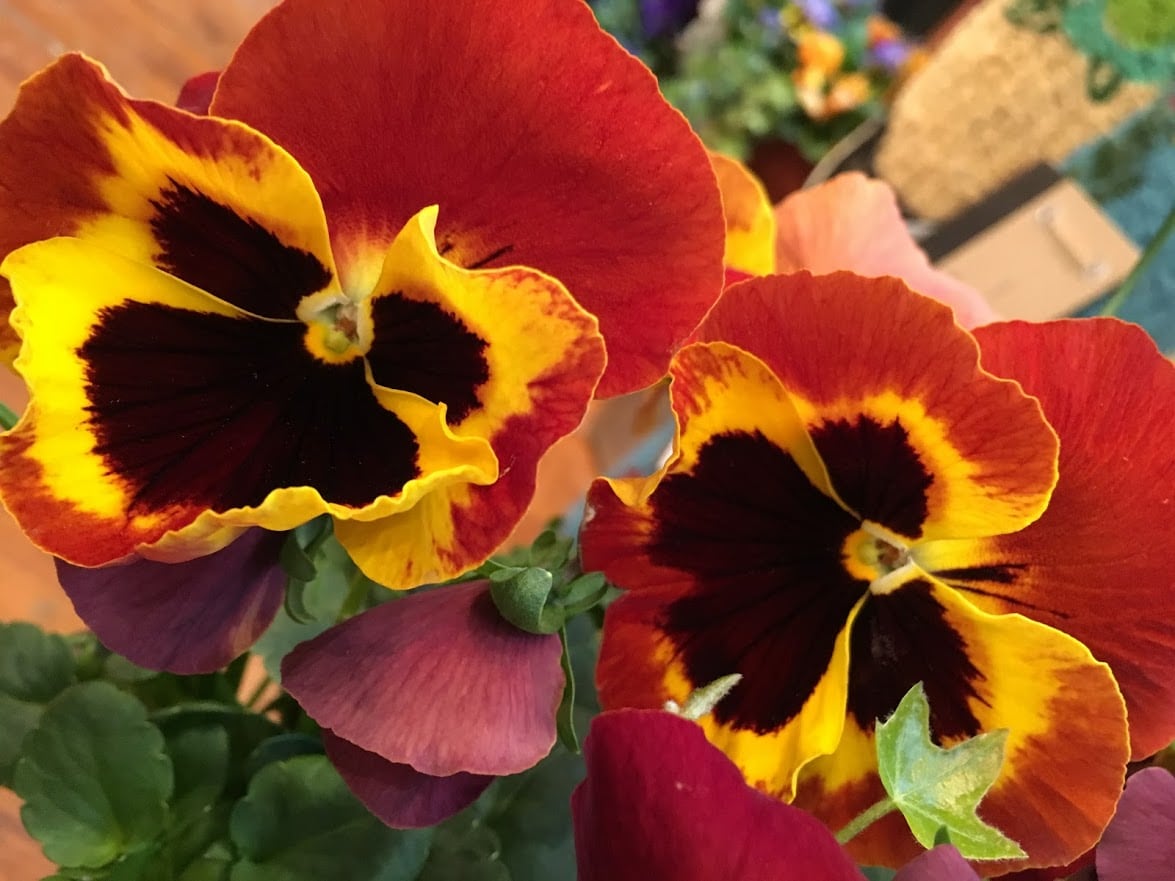 About Primrose Extraordinary Flowers - Dresher, PA Florist