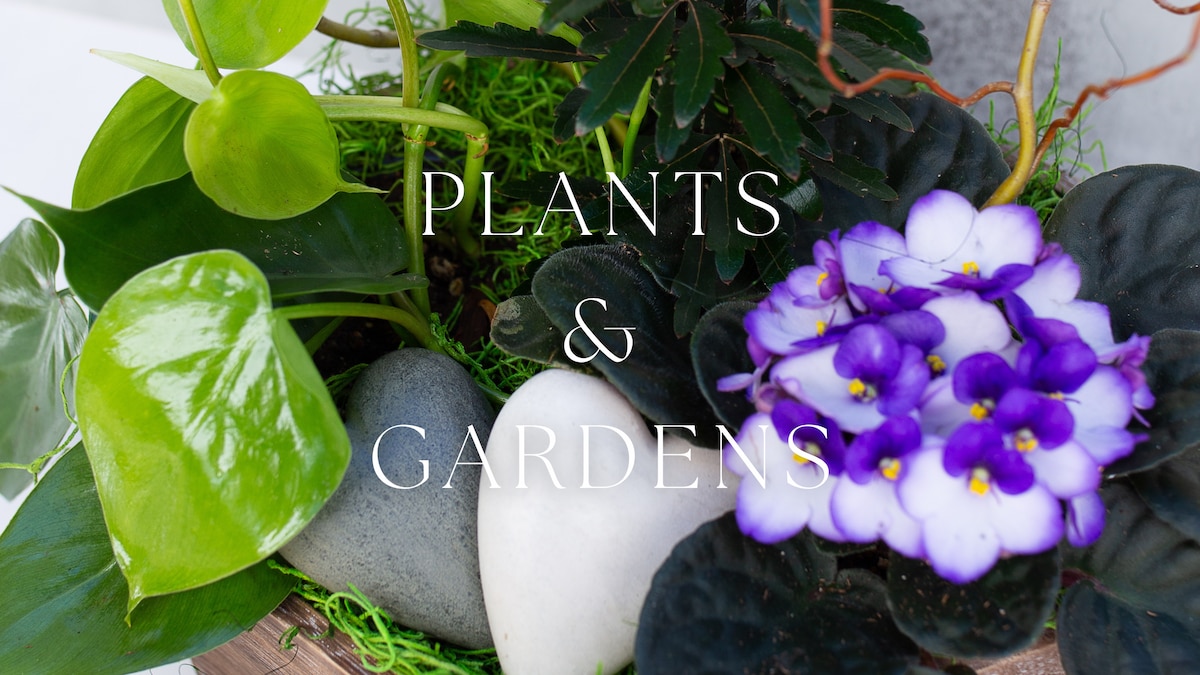 Plants Delivery Bend OR - Donner Flower Shop