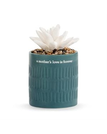 SUCCULENT OIL DIFFUSER - MOTHER'S LOVE in Port St Lucie FL - Flowers by ...