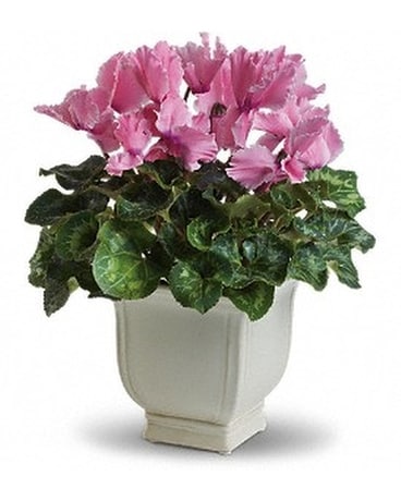 Plants Delivery East Providence RI - Gilmore's Flower Shop