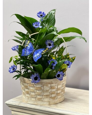 Blue Morpho Basket Planter by Wyoming Stuyvesant Floral