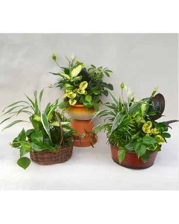 Utica Florist - Flower Delivery by Chester's Flower Shop And Greenhouses