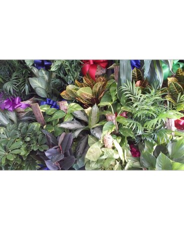 Shop by Flowers Delivery Waco TX - Reed's Flowers