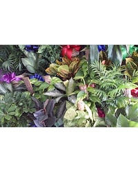 Plants Delivery Waco TX - Reed's Flowers