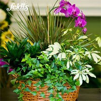 Buy Sympathy and Funeral flowers from Feldis Florists