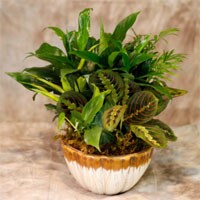 Buy Sympathy and Funeral flowers from Feldis Florists