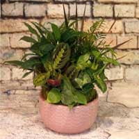 Buy Sympathy and Funeral flowers from Feldis Florists