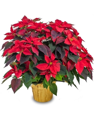 Large Red Poinsettia 10.5" Pot in Southfield MI - Thrifty Florist