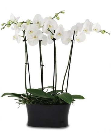 Simply Orchids in Southfield MI - Thrifty Florist