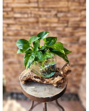 Hand-Blown Vase with Pothos in Woodland Hills CA - Woodland Warner Flowers