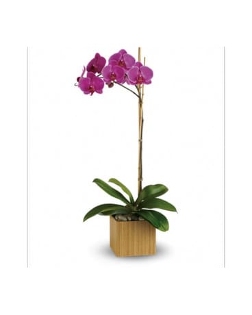 Teleflora's Imperial Purple Orchid in Campbell CA - Citti's Florists