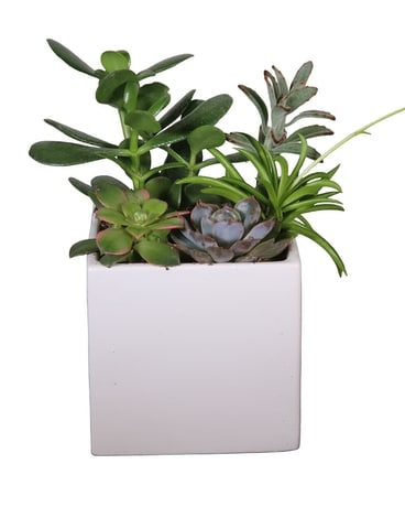 Succulents Delivery St. Clair Shores MI - Conner Park Florist