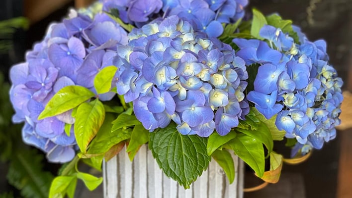 L & D Florist - Flower Delivery in Cornelia, GA