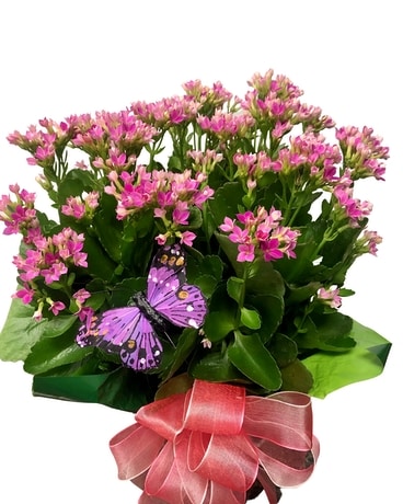 6 Inch Blooming Plant in Dubuque IA - Butt's Florist