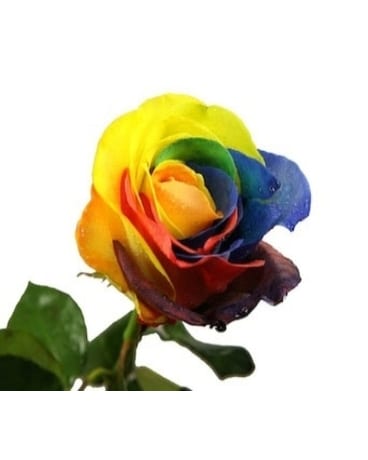Tye Dye Roses in Big Rapids MI - Patterson's Flowers, Inc.