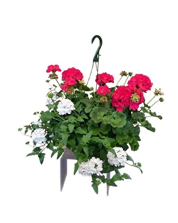 Red/Hot Pink Geranium Hanging Basket in Brighton MI - Meier Flowerland ...