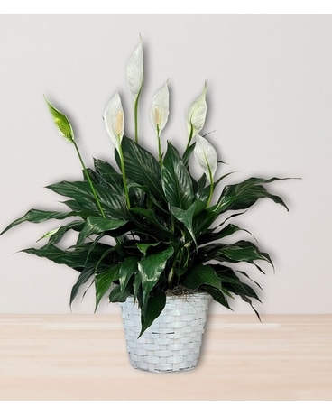Chapel Hill Florist - Flower Delivery by Floral Expressions and Gifts