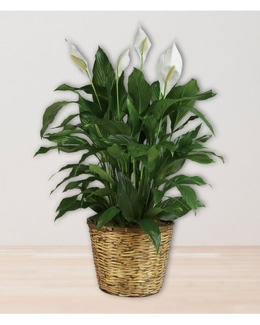 Spath in Bloom - Lush Peace Lily in Chapel Hill NC - Floral Expressions ...
