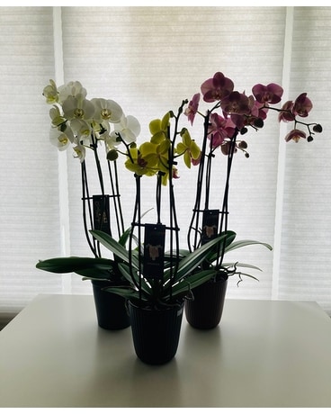 Dartmouth Florist - Flower Delivery by Janet's Flower Shop