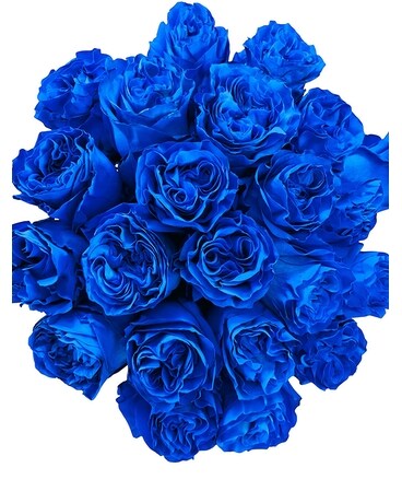 Blue Roses in Ajax ON - Reed's Florist Ltd