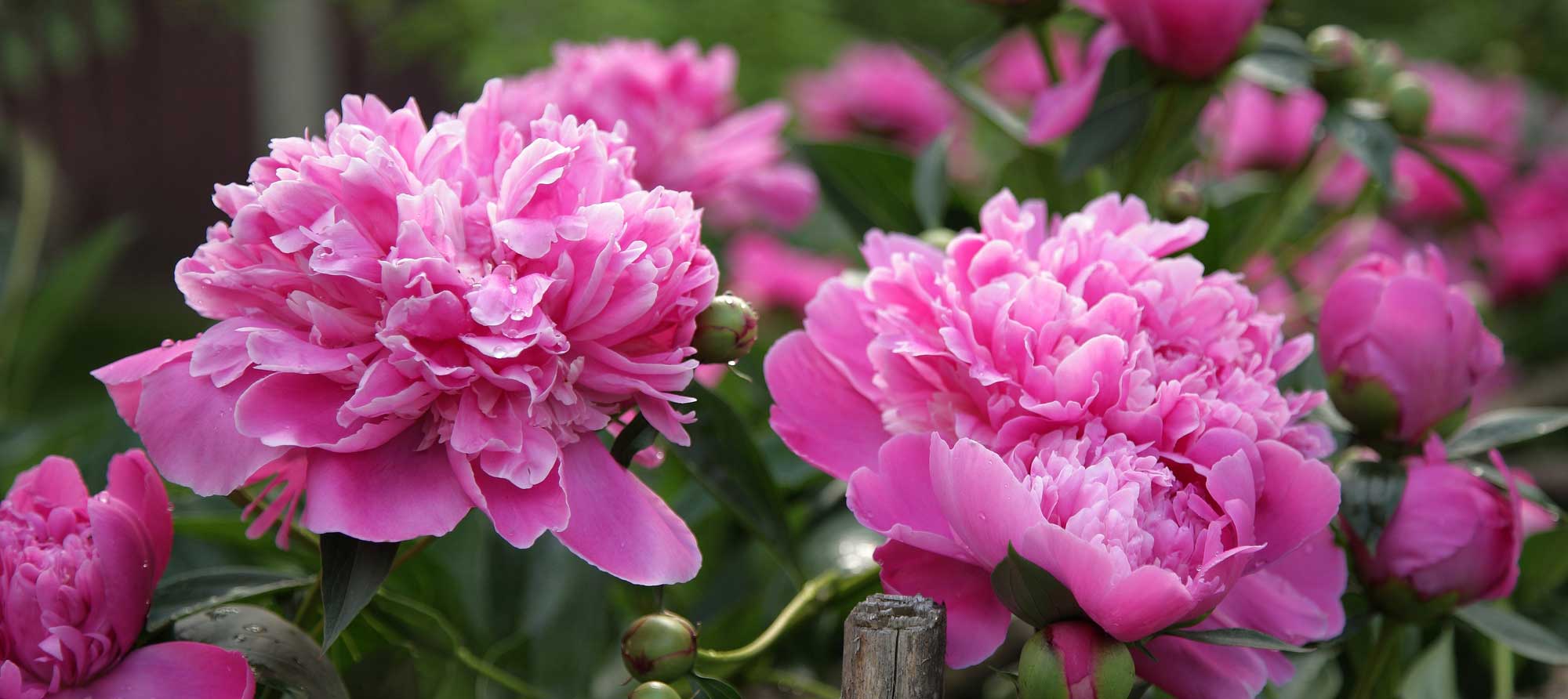 The Best Florists in Philadelphia have become Penny's By Plaza Flowers