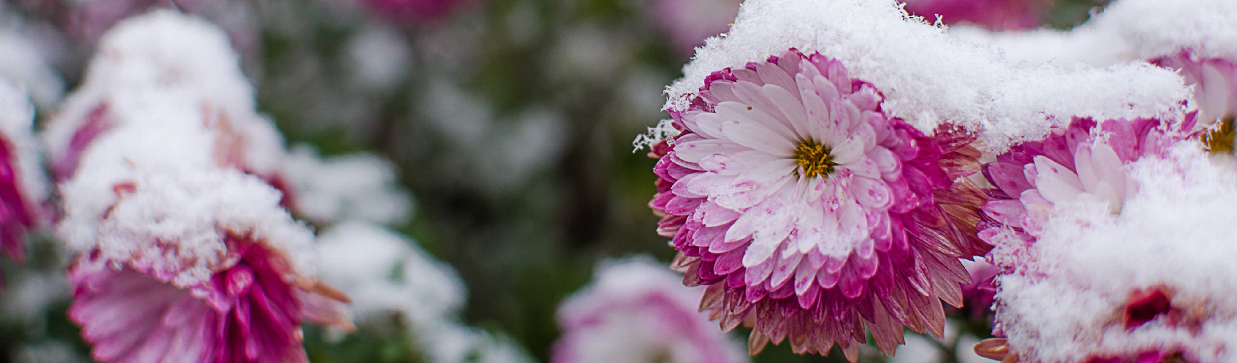 The Best Florists in Philadelphia have become Penny's By Plaza Flowers