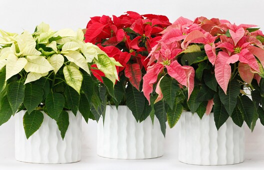 Dallas Florist - Flower Delivery by Dr Delphinium Designs & Events