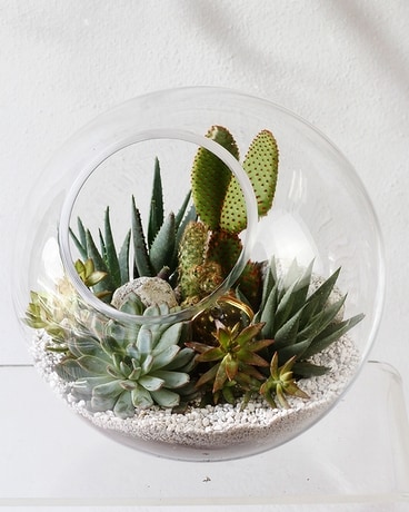 The Dallas Greenhouse & Plant Shop | Plants Delivered Today